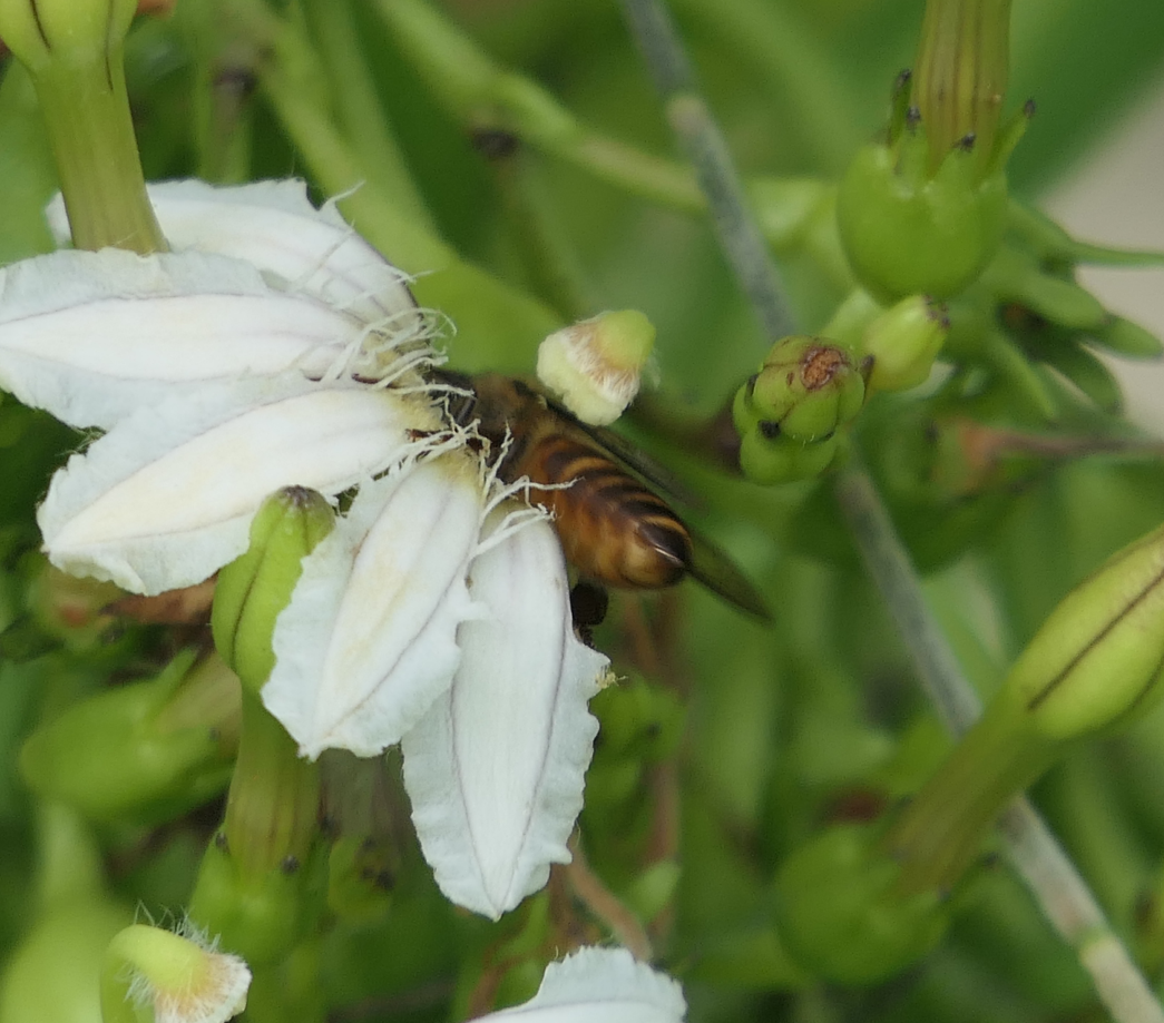 Apis cerana Fabricius, 1793