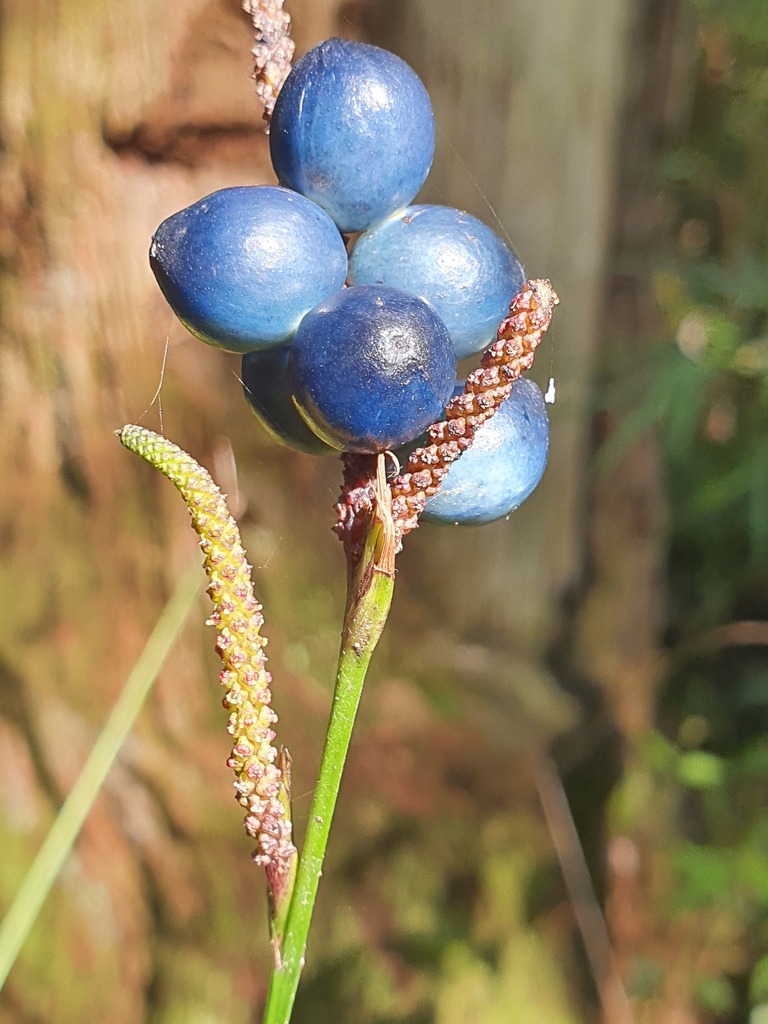 settler's flax from Main Creek NSW 2420, Australia on April 02, 2021 at ...