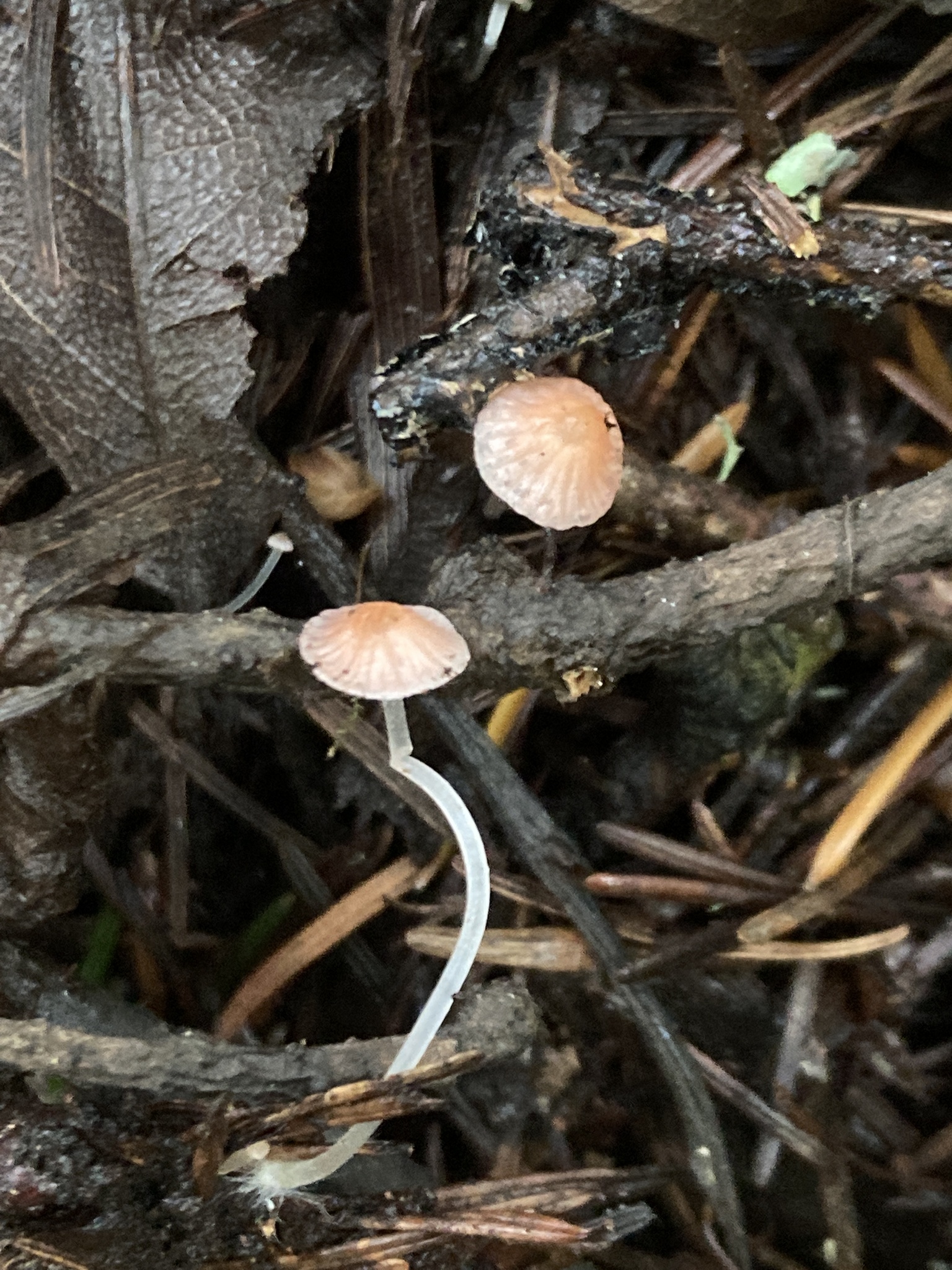 Atheniella adonis (Bull.) Redhead, Moncalvo, Vilgalys, Desjardin & B.A ...