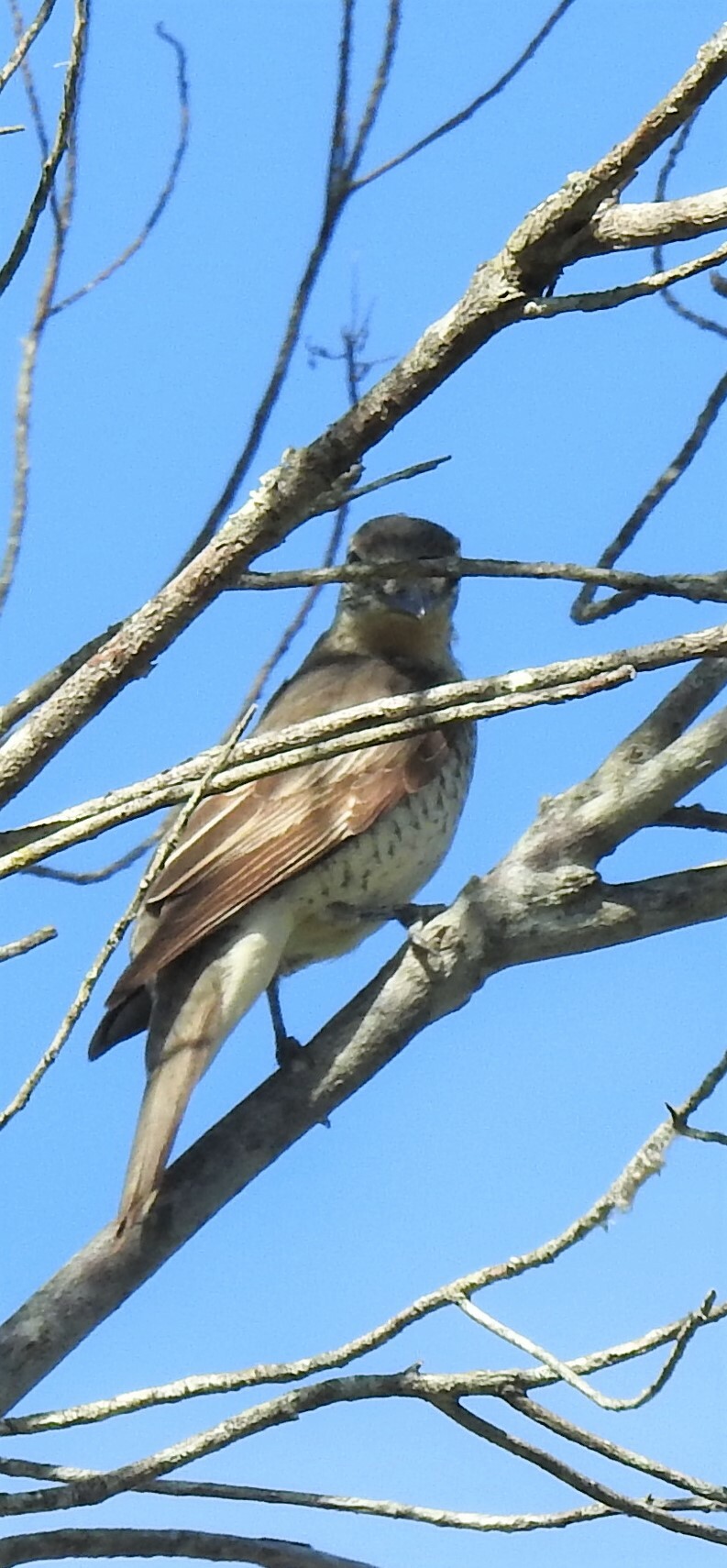 Edolisoma tenuirostre (Jardine, 1831)