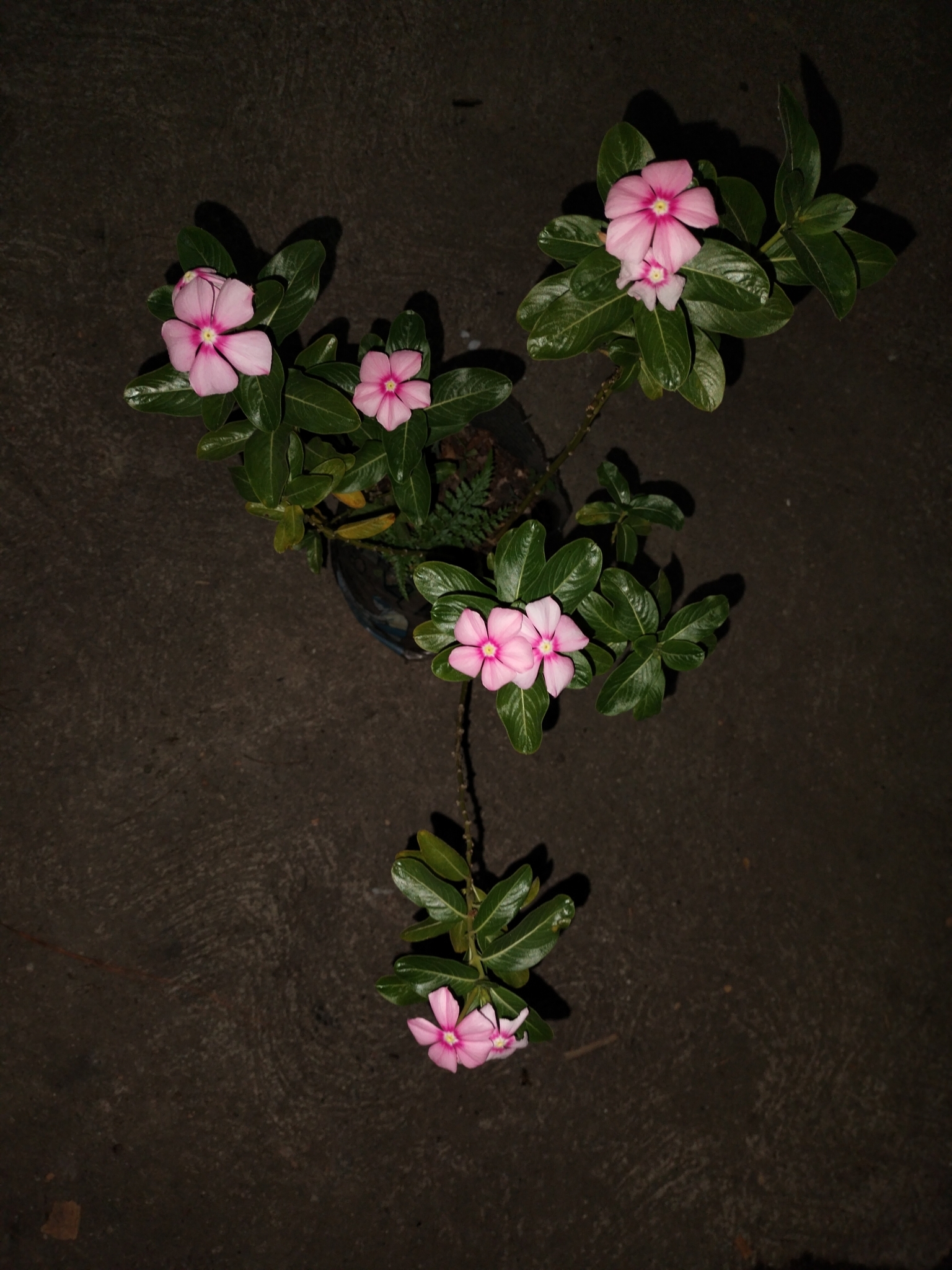 Catharanthus roseus (L.) G.Don