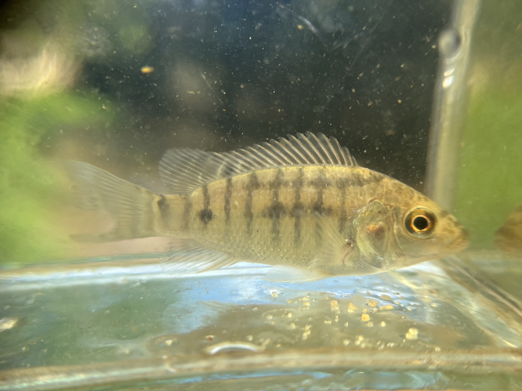 Oreochromis niloticus (Linnaeus, 1758)