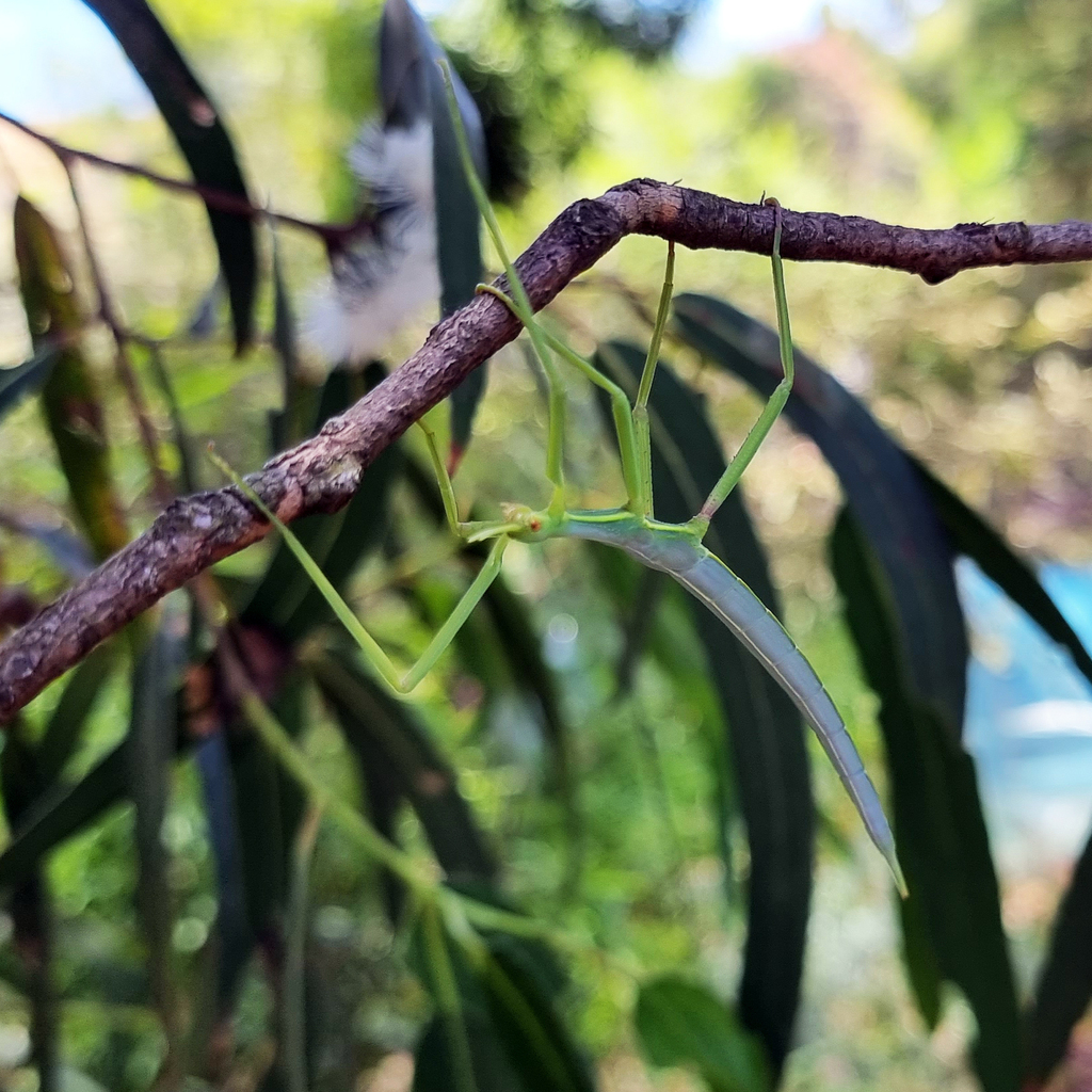 Spur Legged Phasmid from Gordon VIC 3345, Australia on January 09, 2023 ...