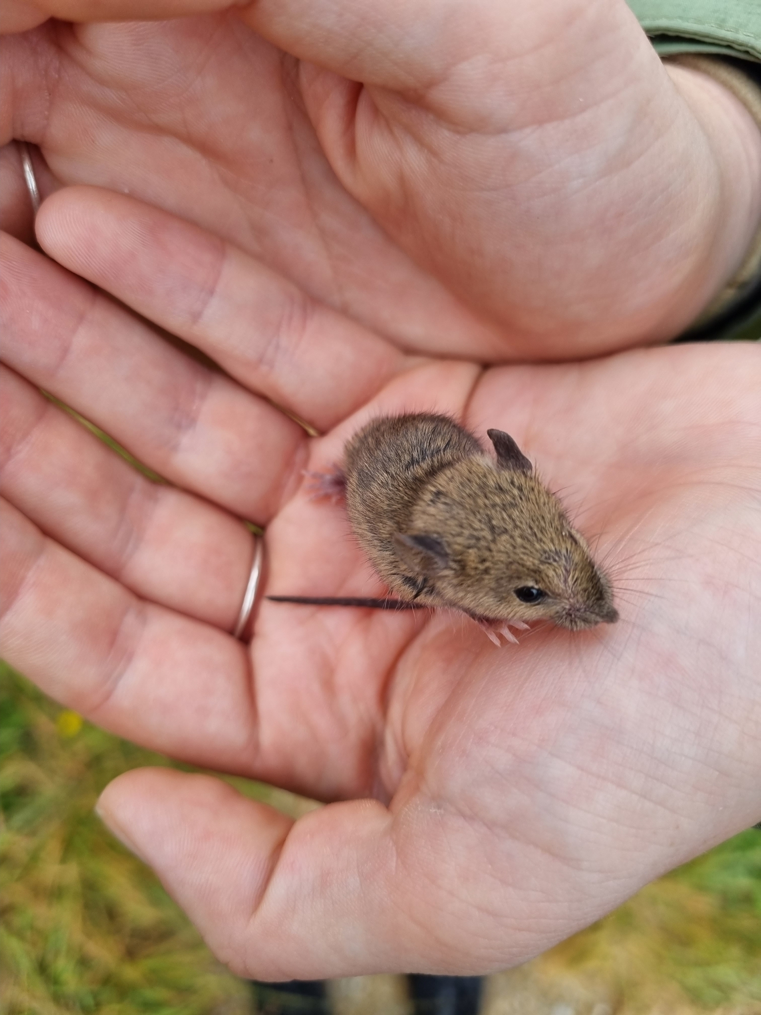 Mus musculus Linnaeus, 1758