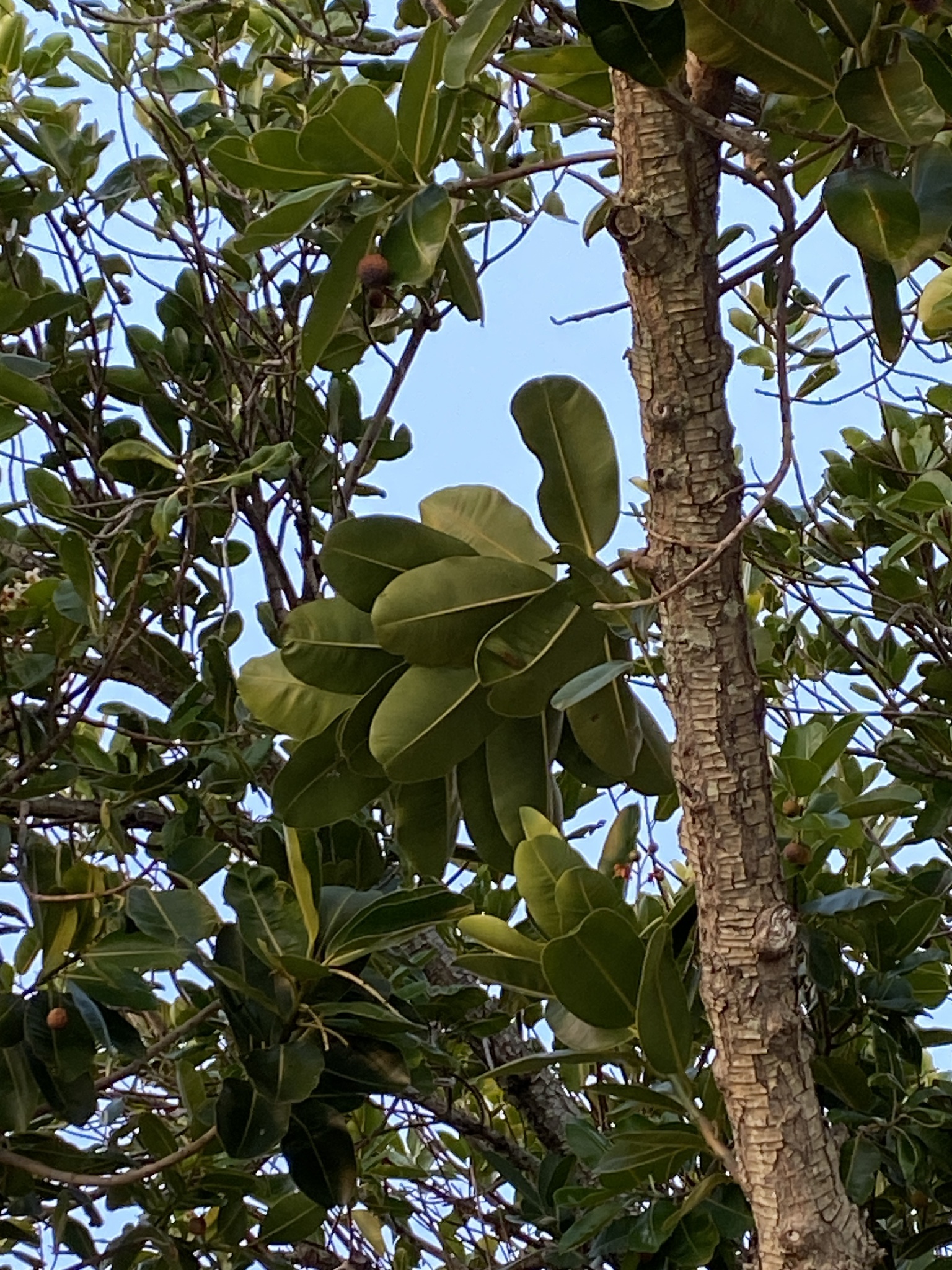 Calophyllum inophyllum L.
