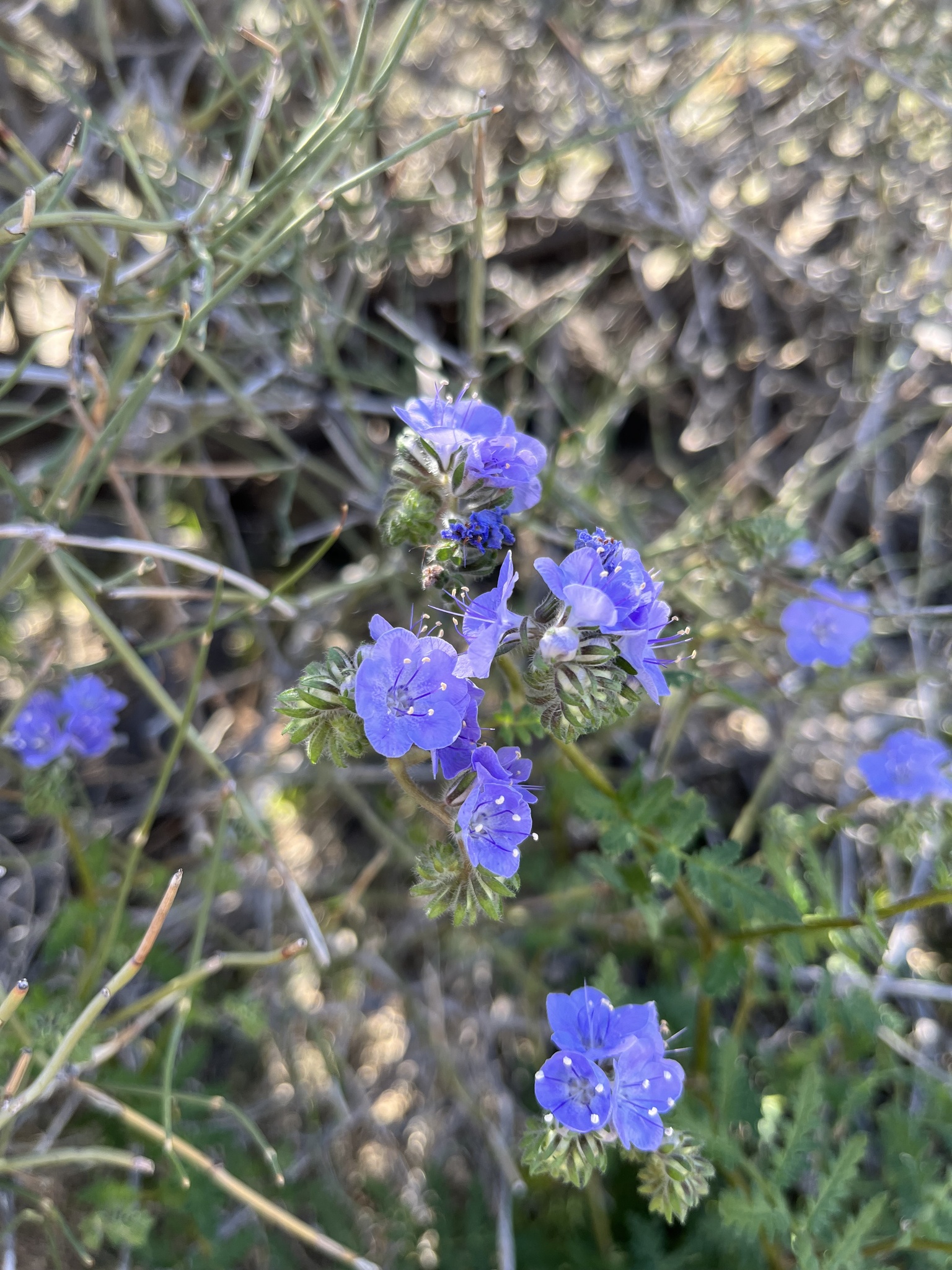 Phacelia distans Benth.