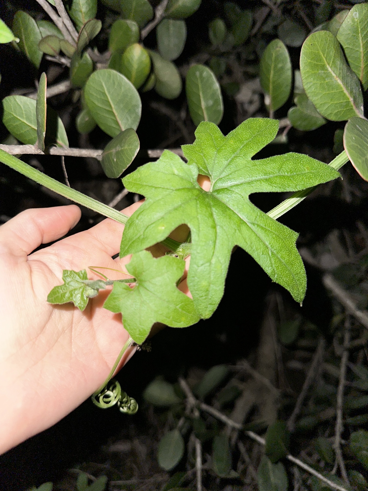 Marah macrocarpa (Greene) Greene
