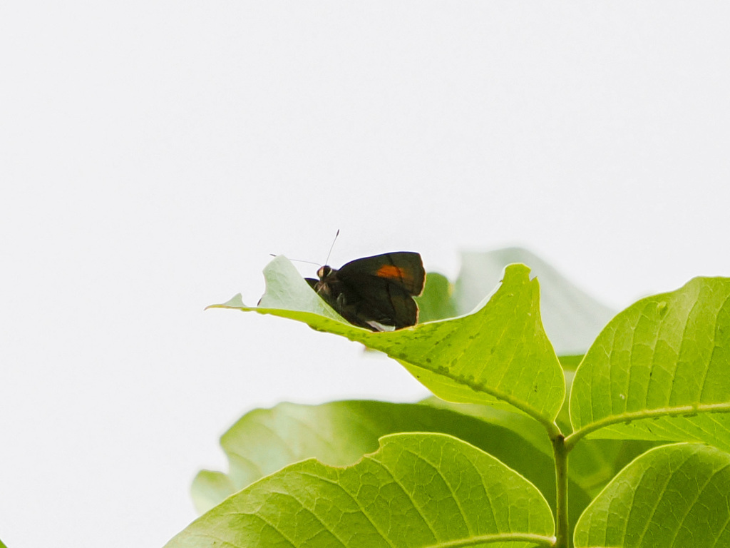 Rapala palamera in January 2023 by CheongWeei Gan · iNaturalist