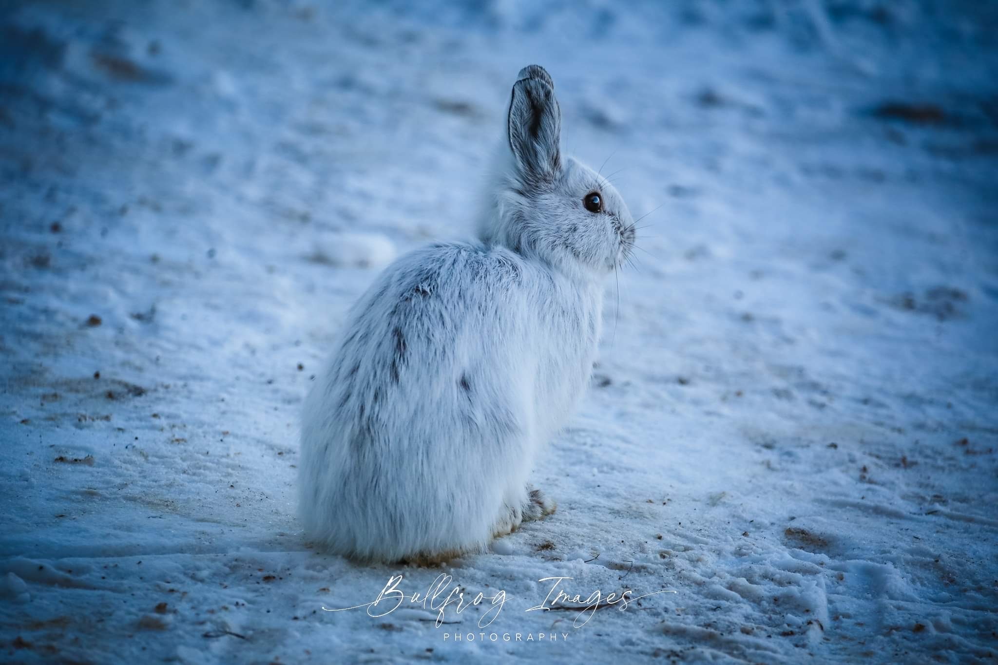 Lepus americanus Erxleben, 1777