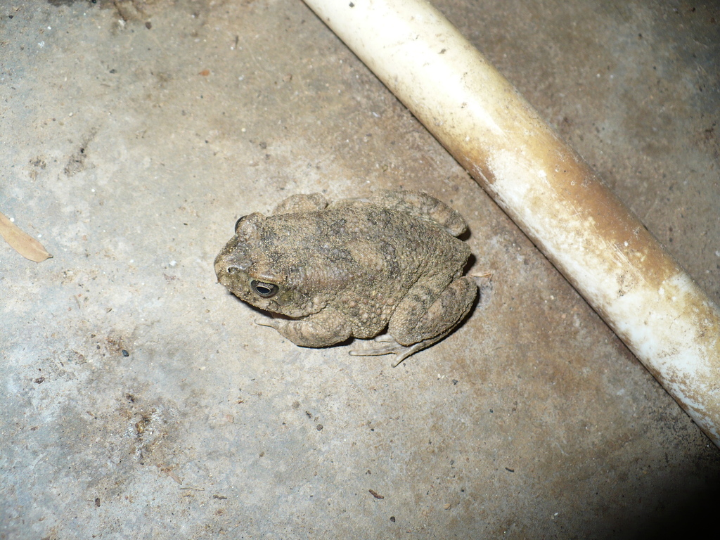 Eastern Flat-backed Toad from Namutoni, Namibia on September 18, 2008 ...