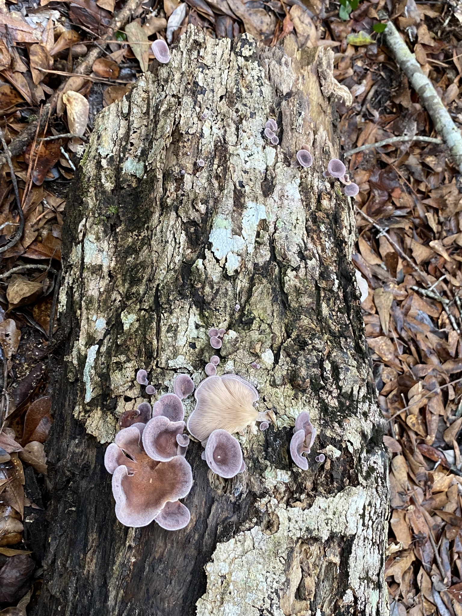 Panus neostrigosus Drechsler-Santos & Wartchow