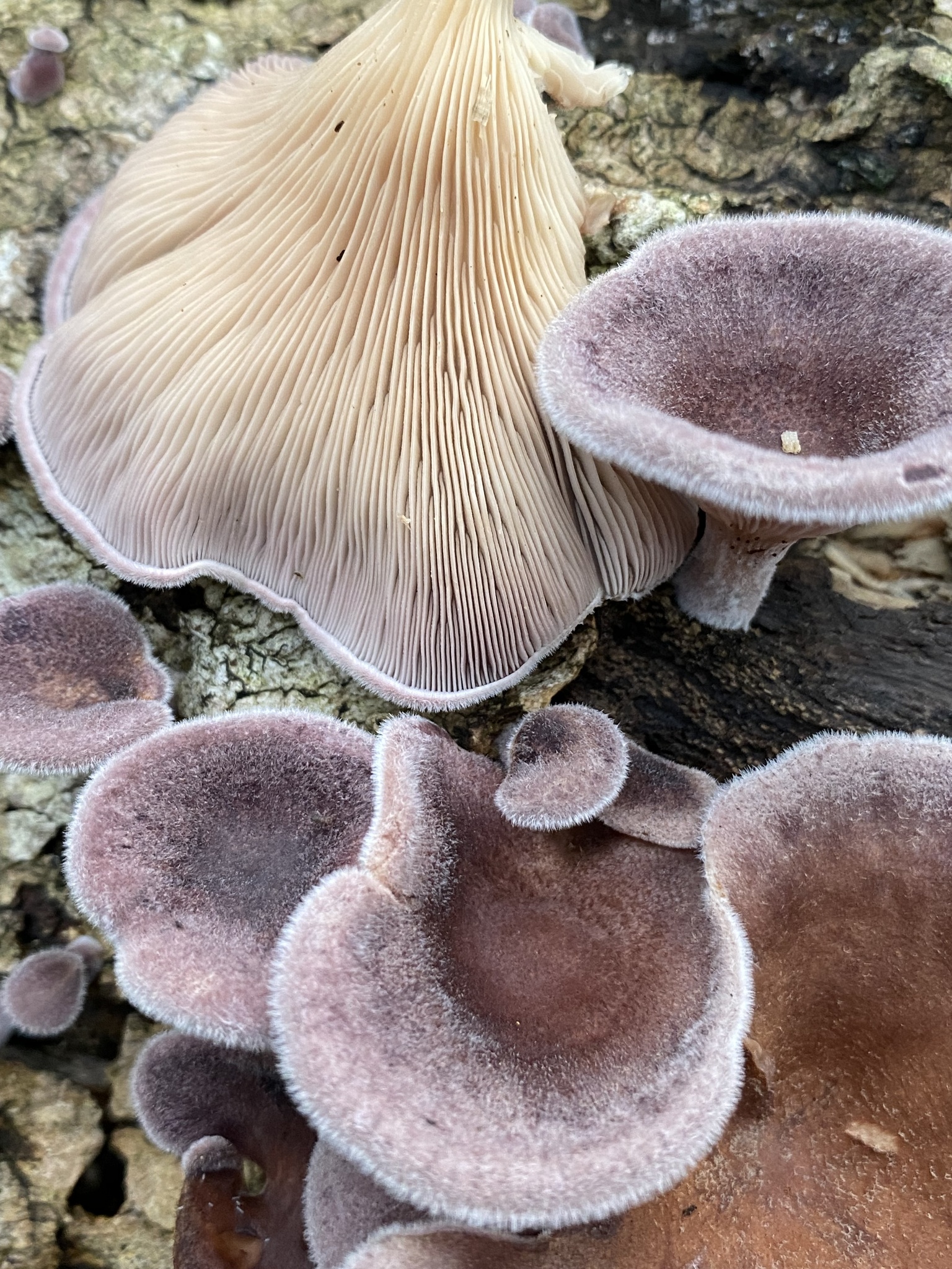 Panus neostrigosus Drechsler-Santos & Wartchow