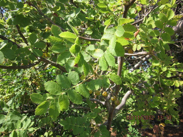 Bursera excelsa from Isla de La Roqueta, Guerrero, México on November ...