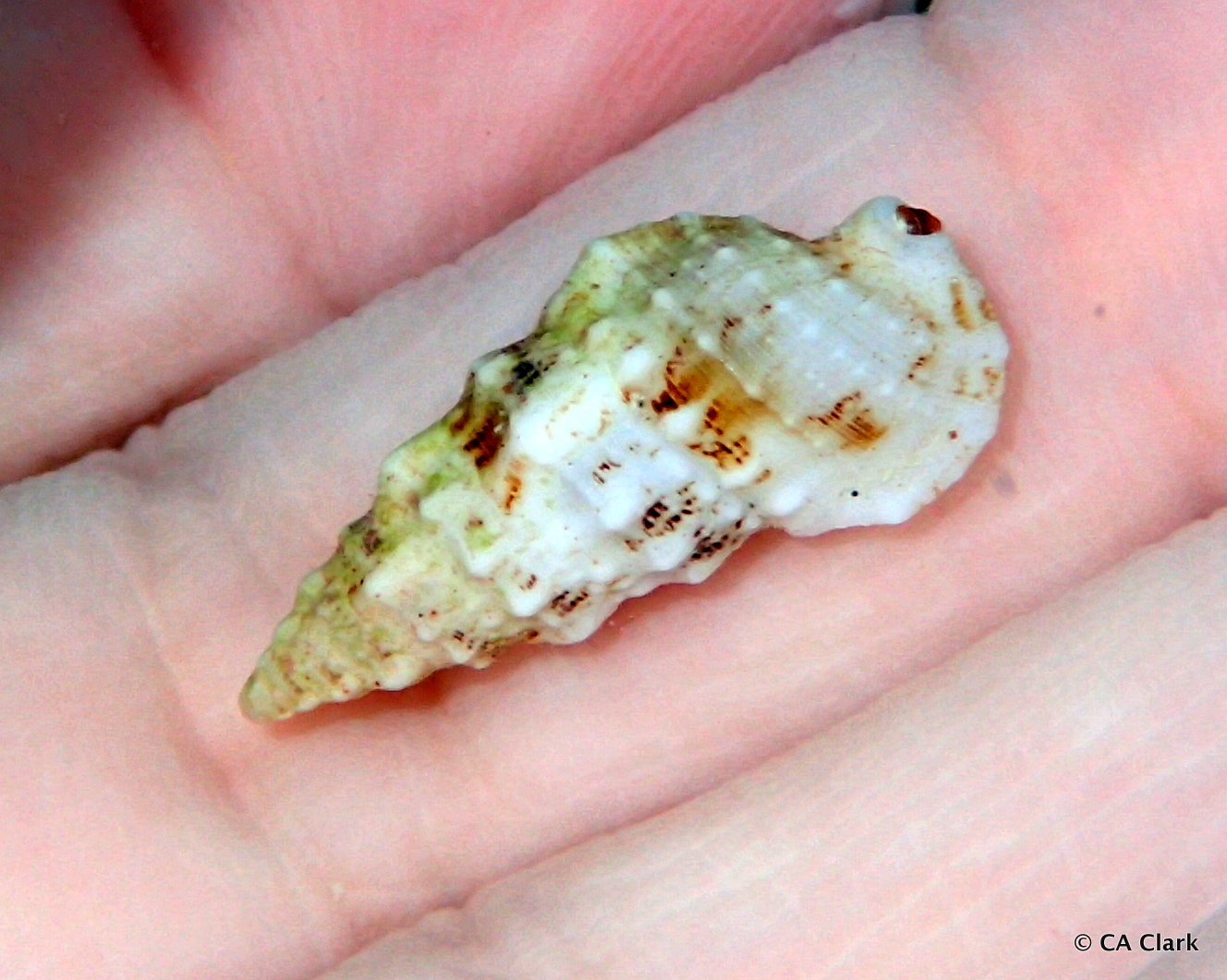 Cerithium eburneum Bruguière, 1792