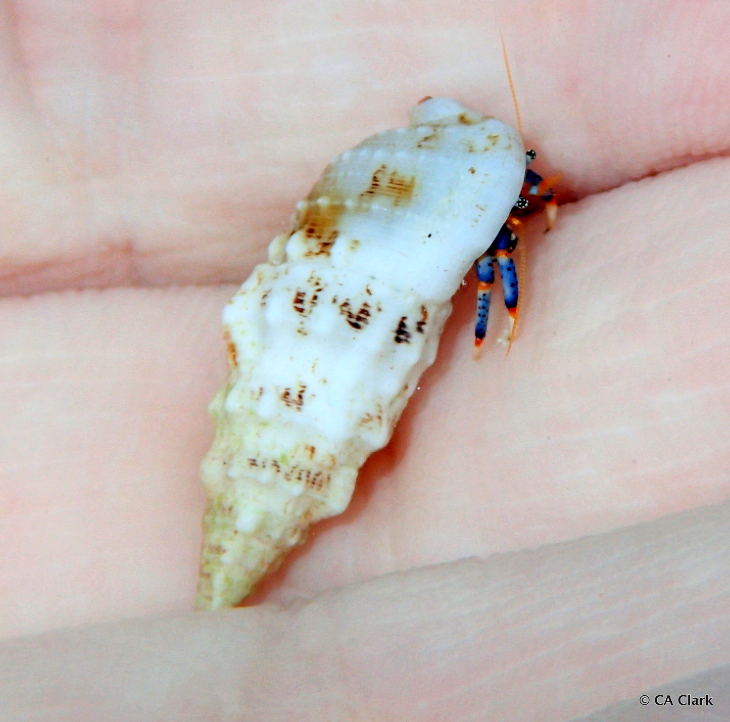 Cerithium eburneum Bruguière, 1792