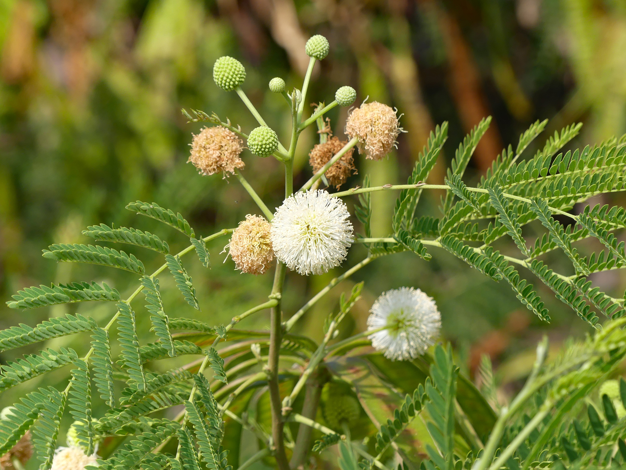 Leucaena leucocephala (Lam.) de Wit