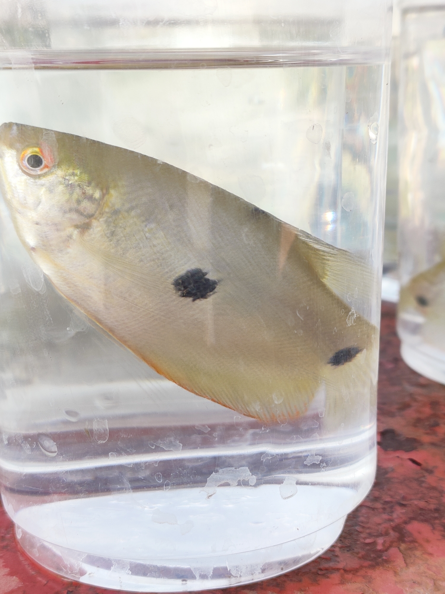 Trichopodus trichopterus (Pallas, 1770)