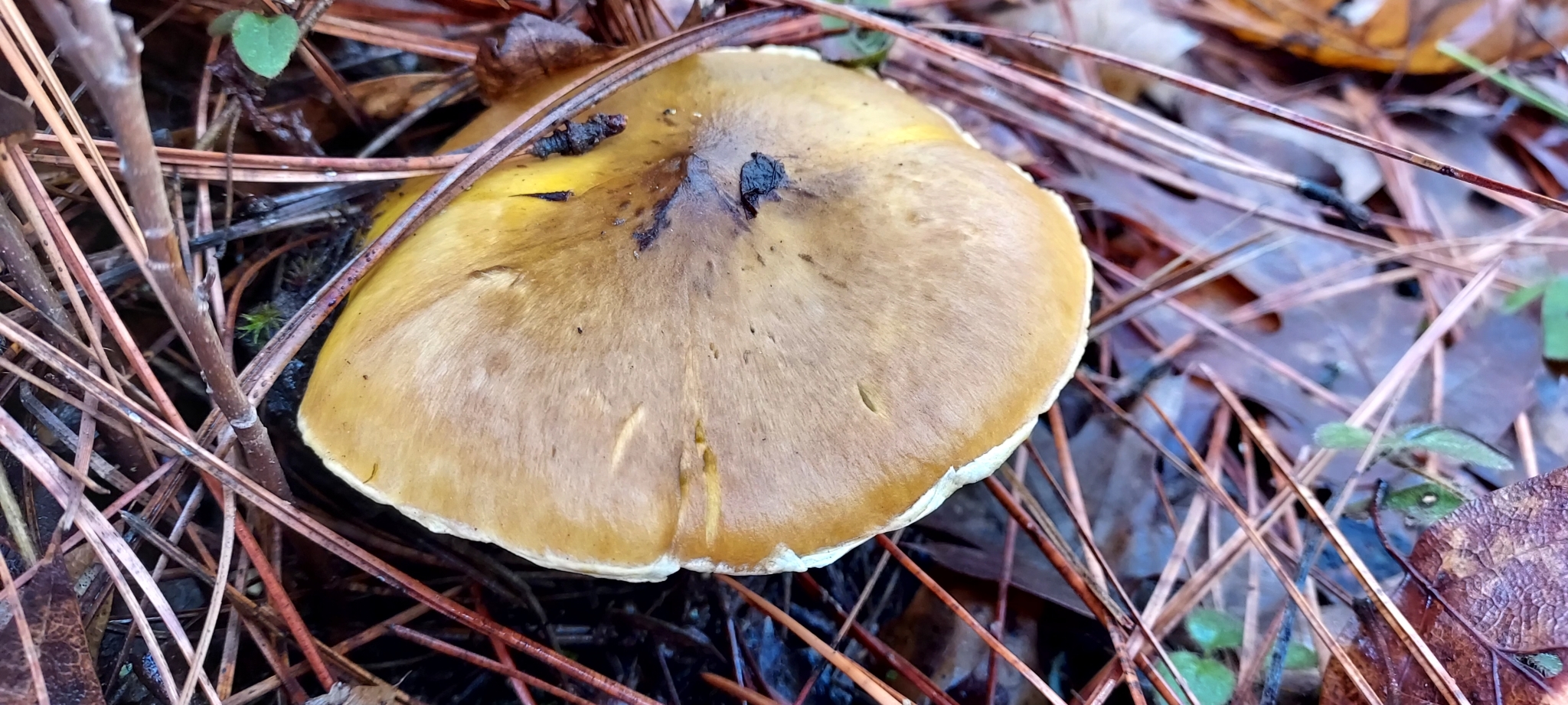 Floccularia albolanaripes (G.F.Atk.) Redhead