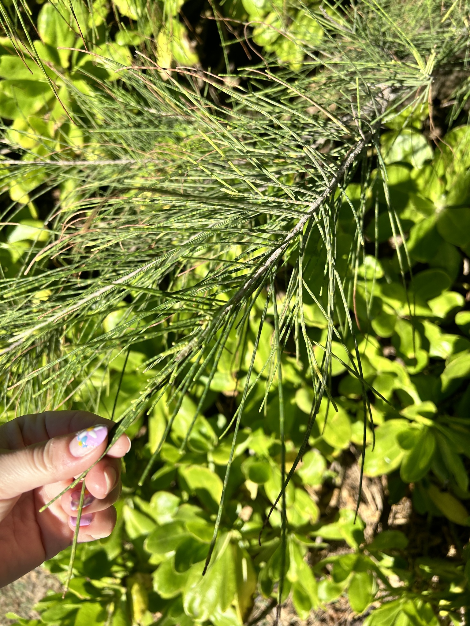 Casuarina equisetifolia L.