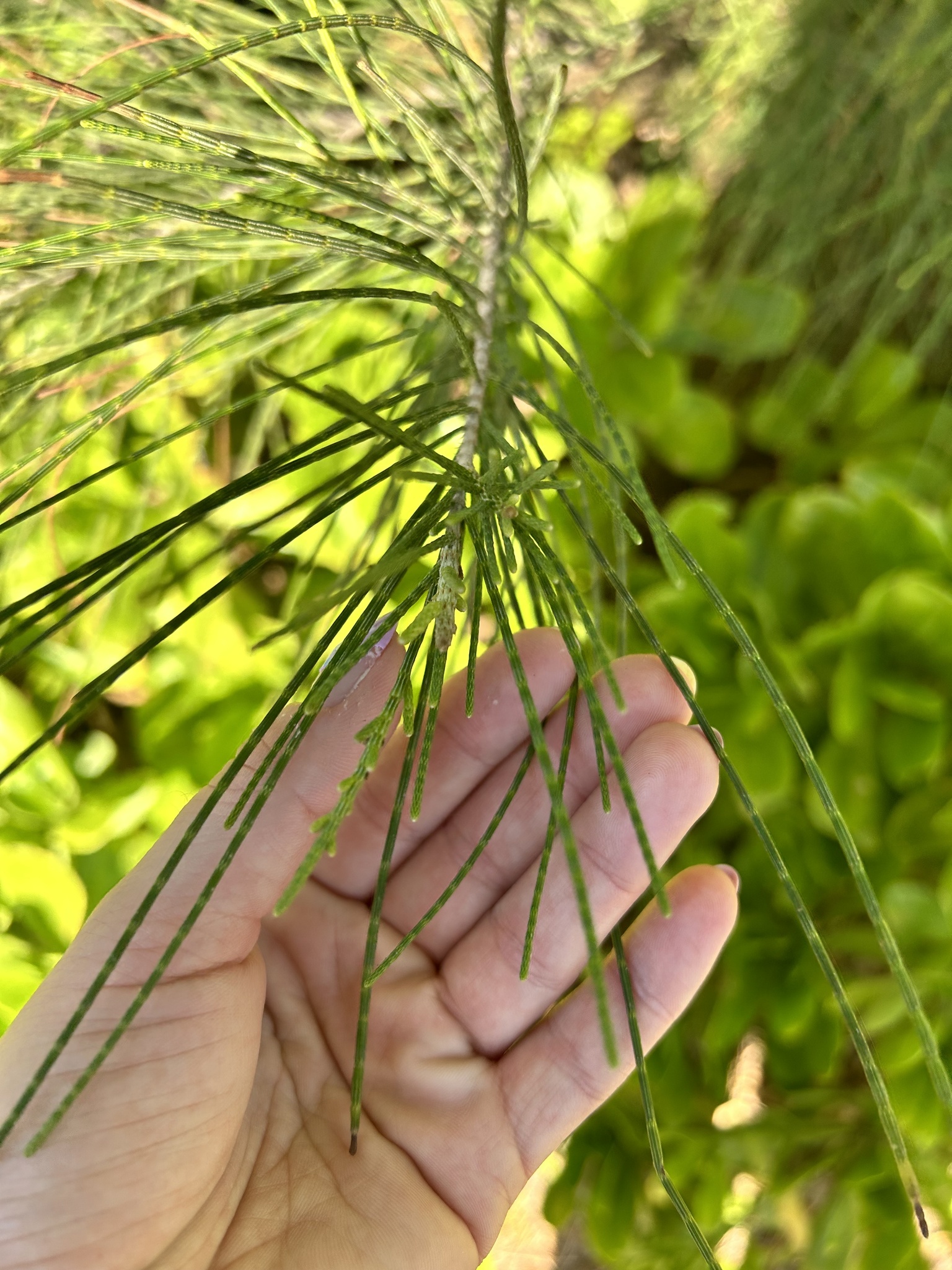 Casuarina equisetifolia L.