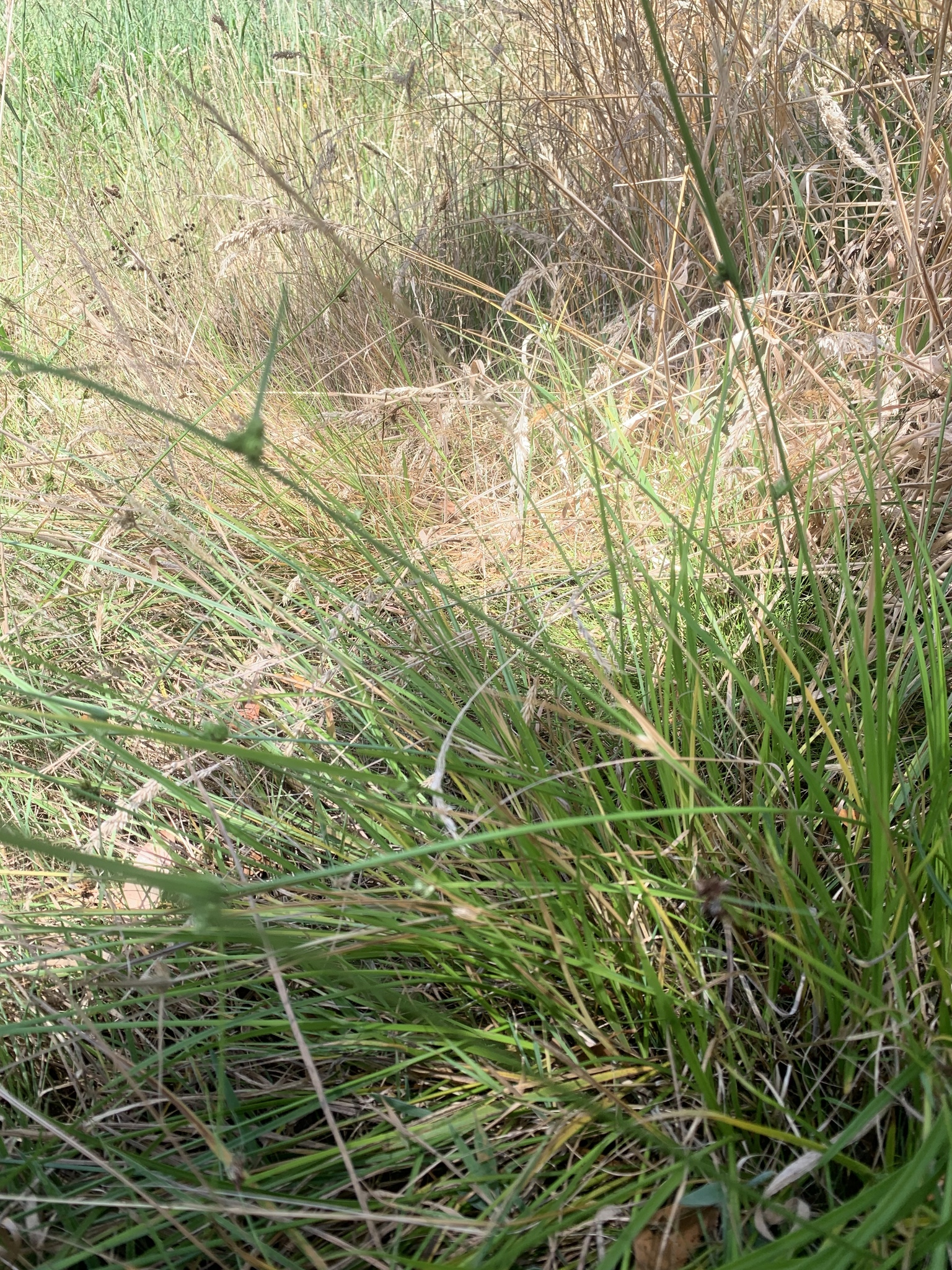 Carex inversa R.Br.
