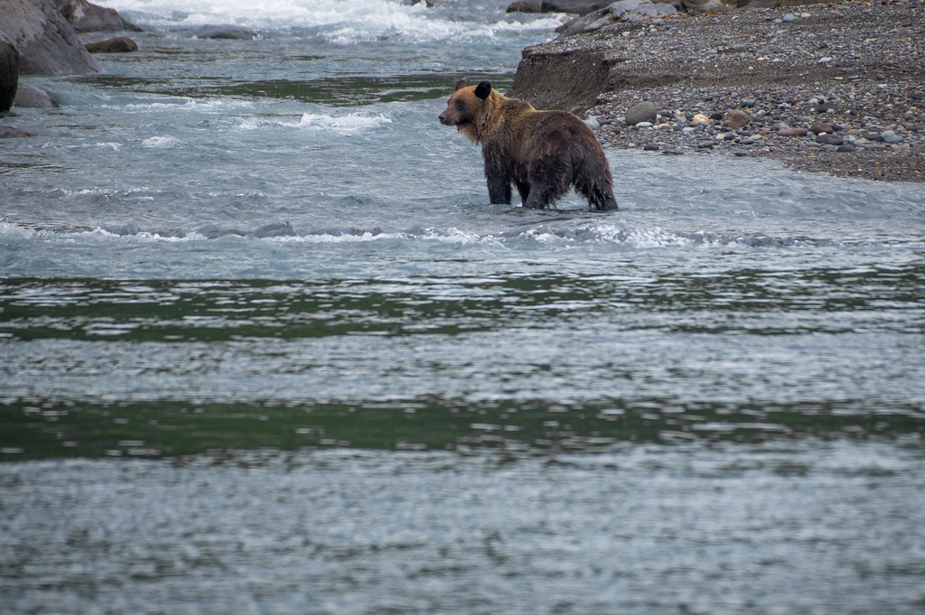 Ussuri Brown Bear in August 2022 by Angel. ignore timestamp. · iNaturalist