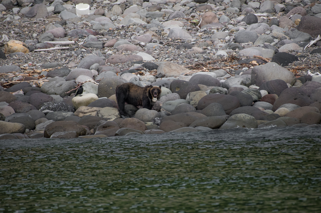 Ussuri Brown Bear in August 2022 by Angel. ignore timestamp. · iNaturalist
