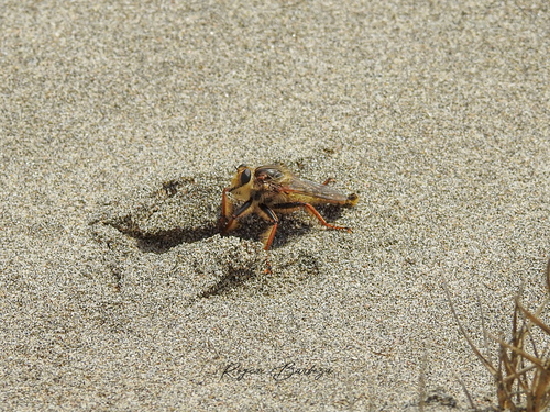 Lochmorhynchus leoninus · iNaturalist