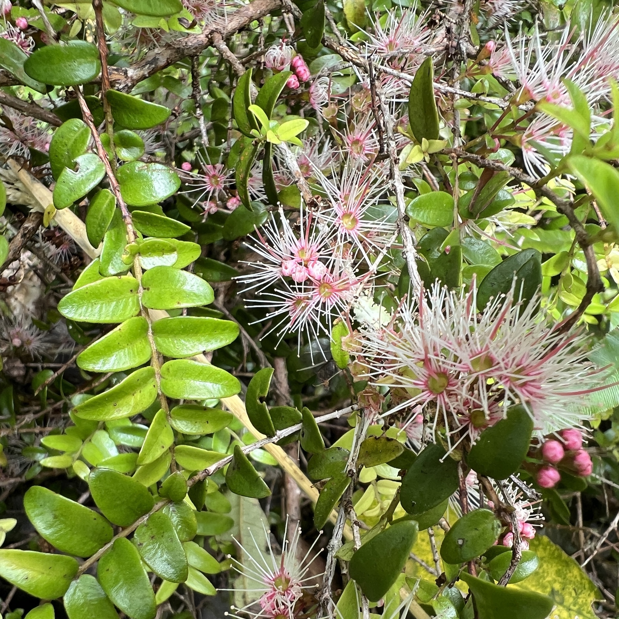 Metrosideros diffusa (G.Forst.) Sm.