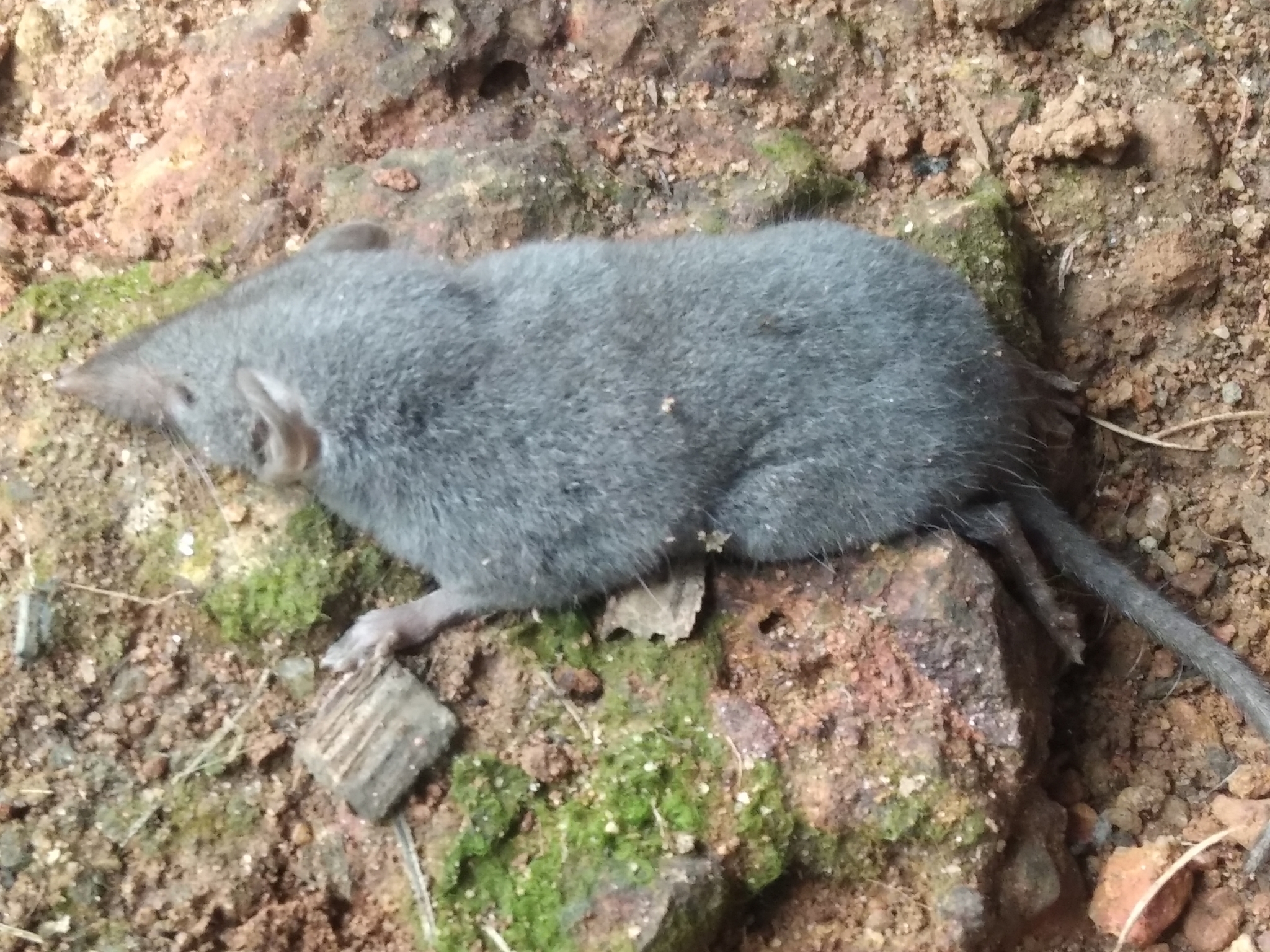 Suncus murinus (Linnaeus, 1766)