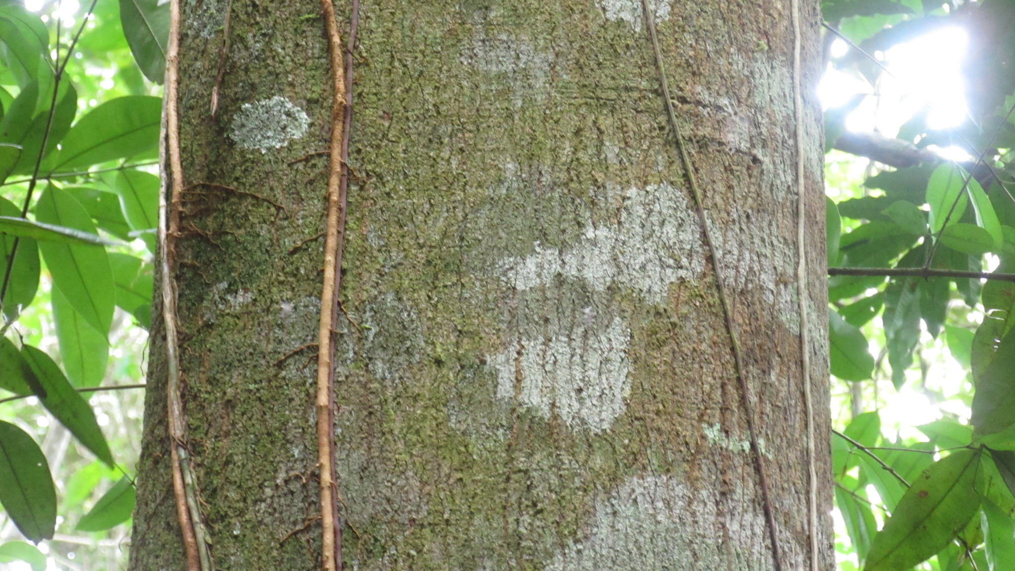 Virola surinamensis (Rol.) Warb.