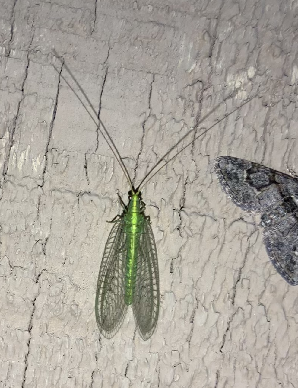 Mallada basalis (Walker, 1853)