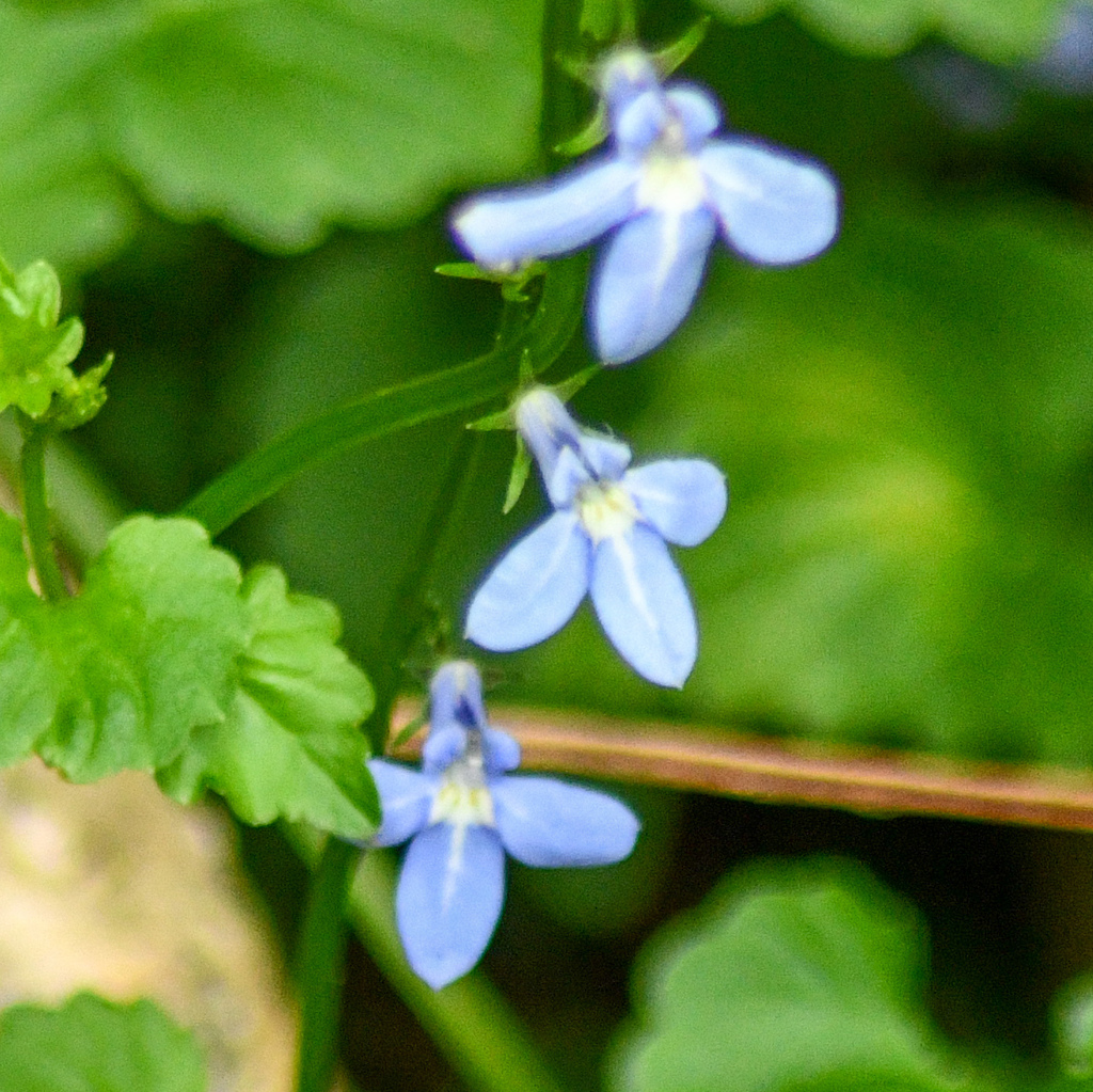 forest lobelia from Mount Glorious Rd, Mount Glorious QLD 4520 ...