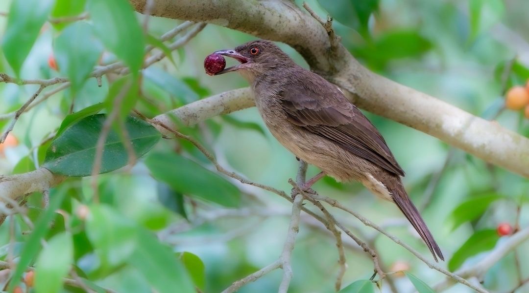 Pycnonotus brunneus Blyth, 1845