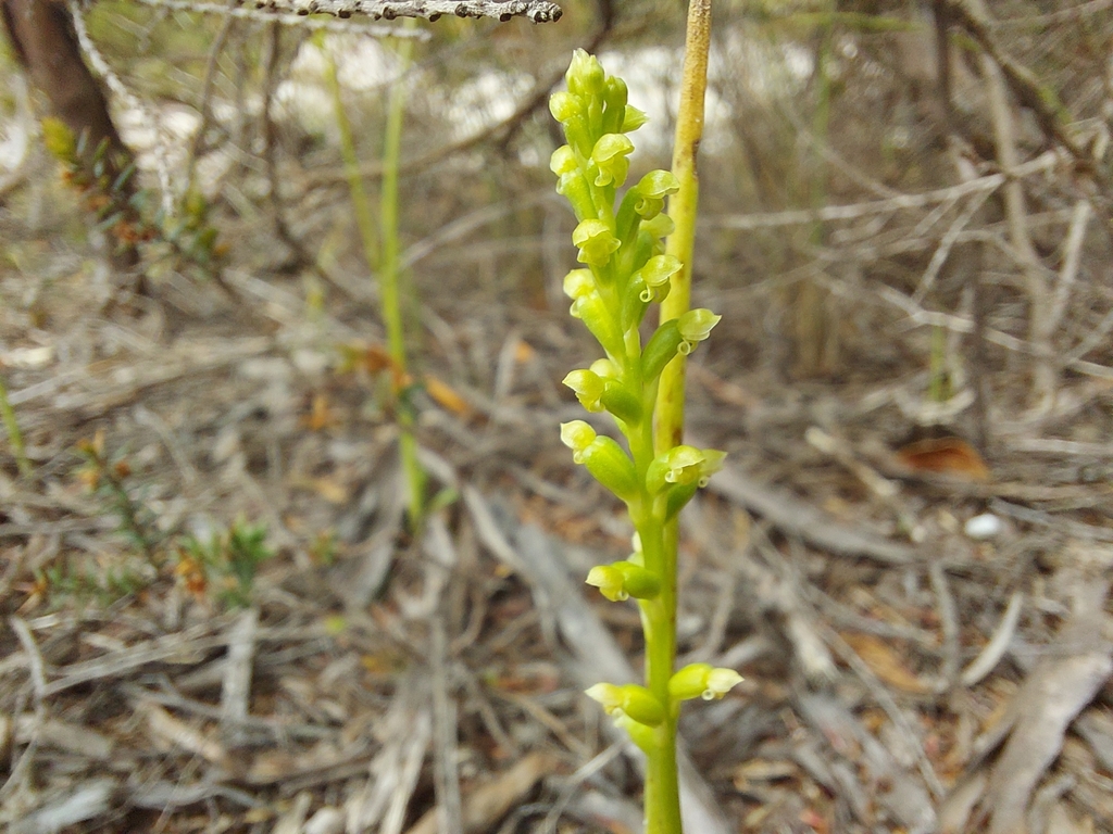slender onion-orchid from Cooriemungle VIC 3268, Australia on January ...