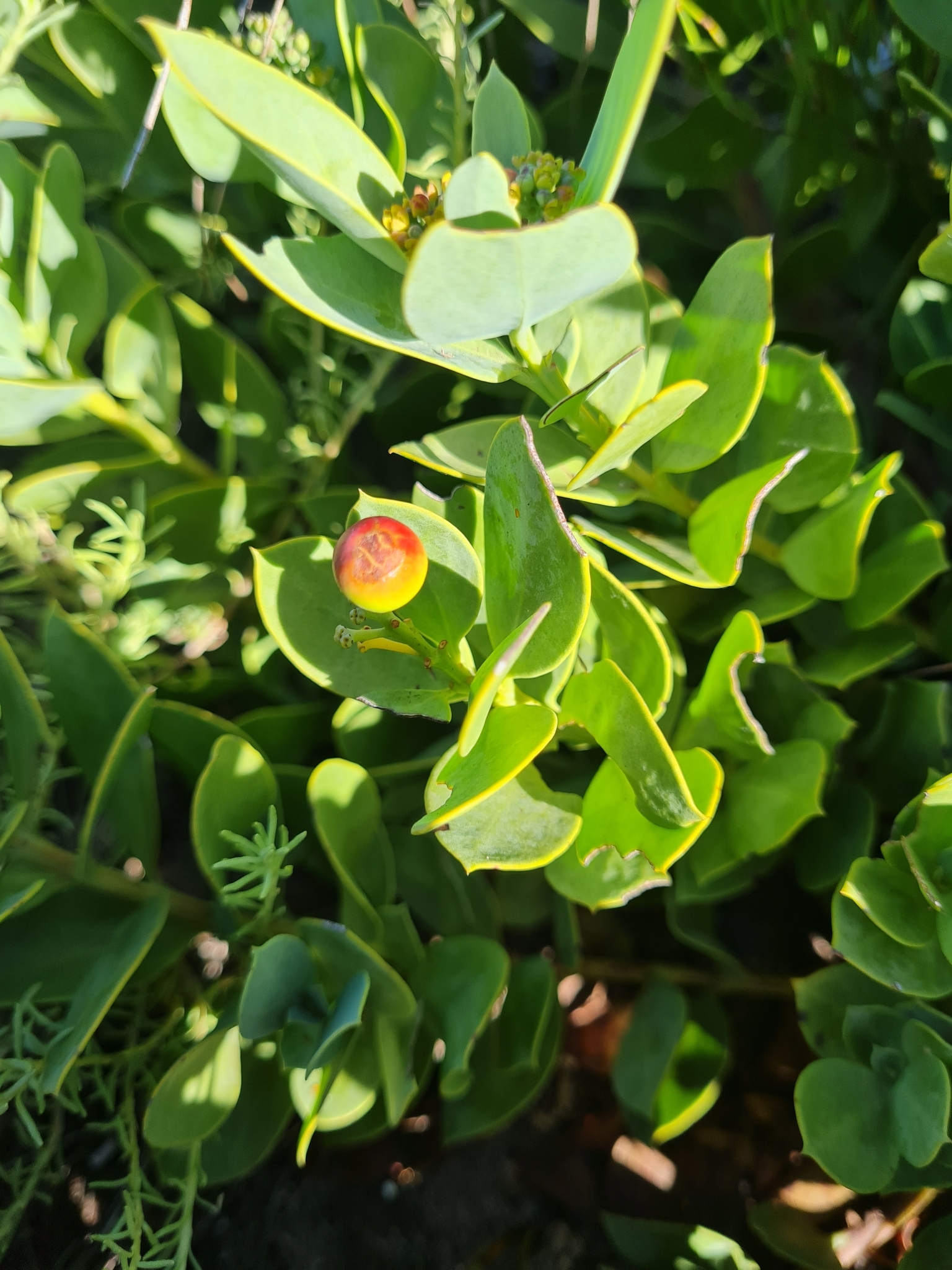 Osyris compressa (P.J.Bergius) A.DC.