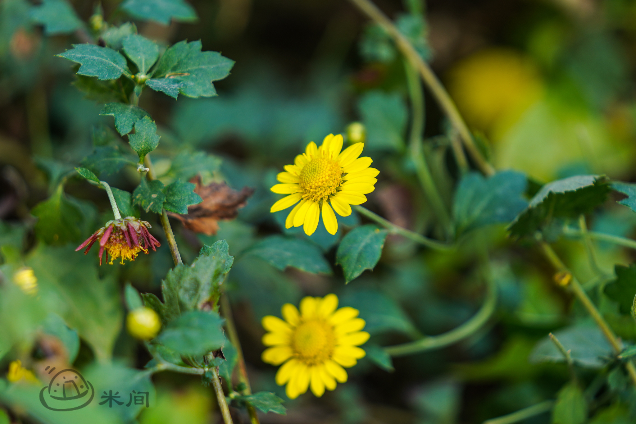 Chrysanthemum indicum L.