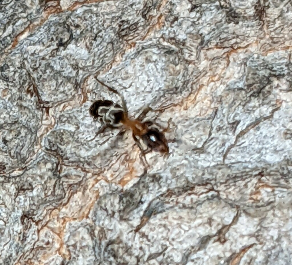 Western Velvety Tree Ant from North Redlands, Redlands, CA, USA on ...