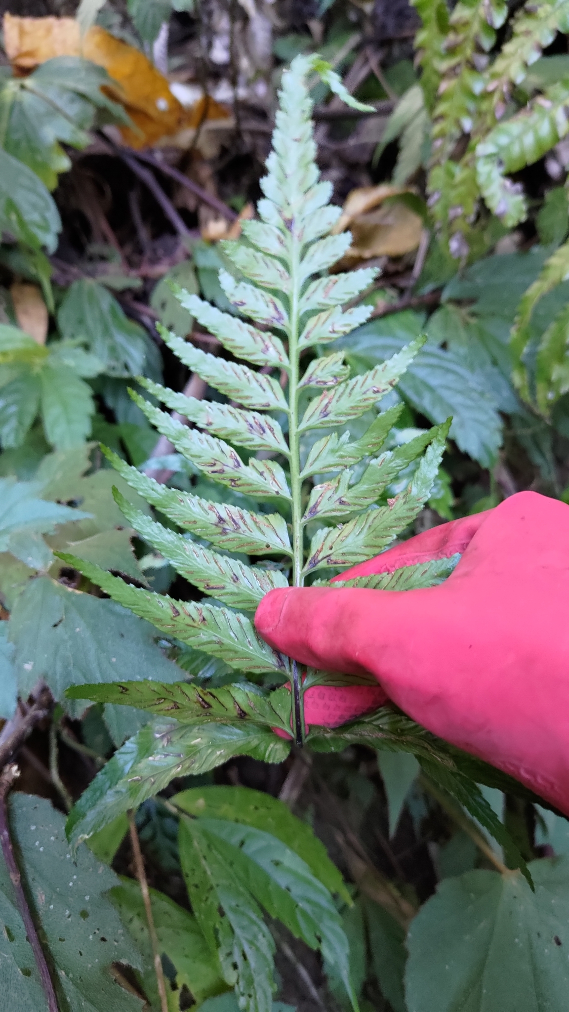 Asplenium wrightii D.C.Eaton ex Hook.