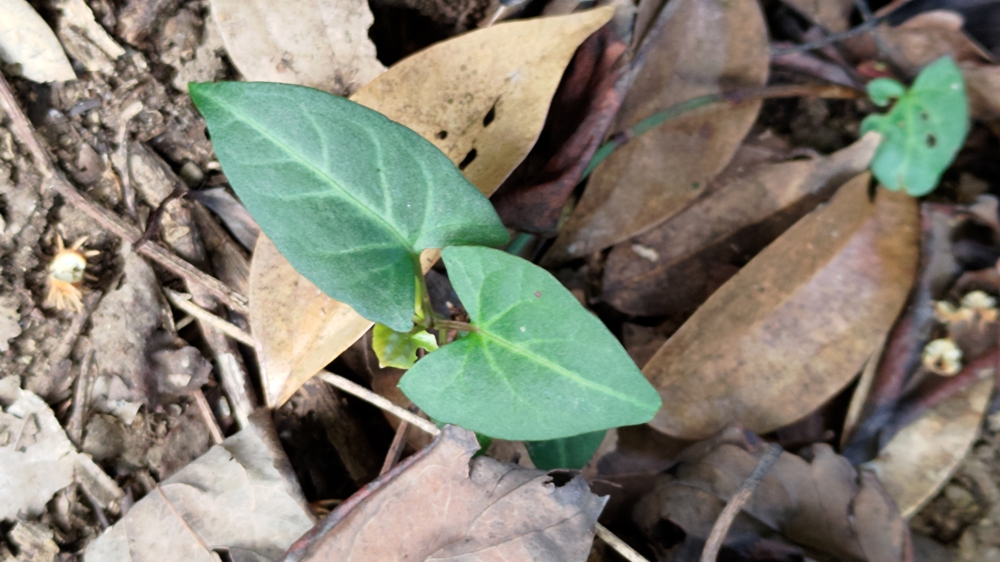 Fallopia multiflora (Thunb.) Haraldson