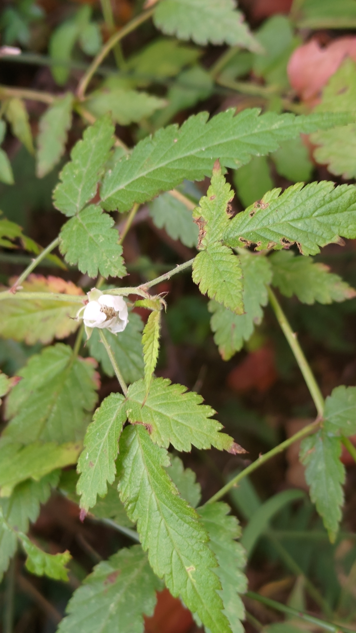 Rubus rosifolius Sm.