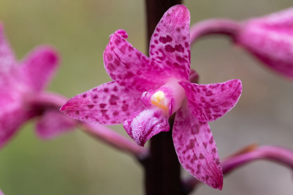 Dipodium atropurpureum from Ebor NSW 2453, Australia on December 19 ...