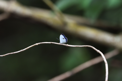 Pithecops mariae · iNaturalist United Kingdom