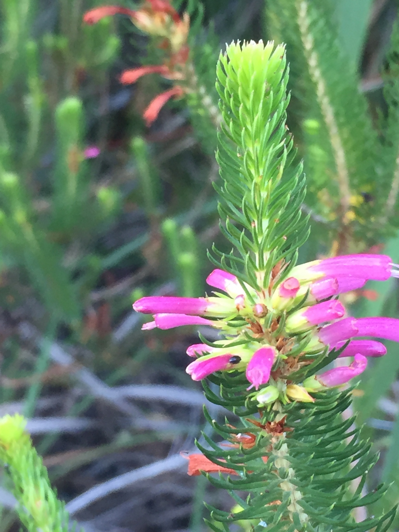 Erica abietina L.