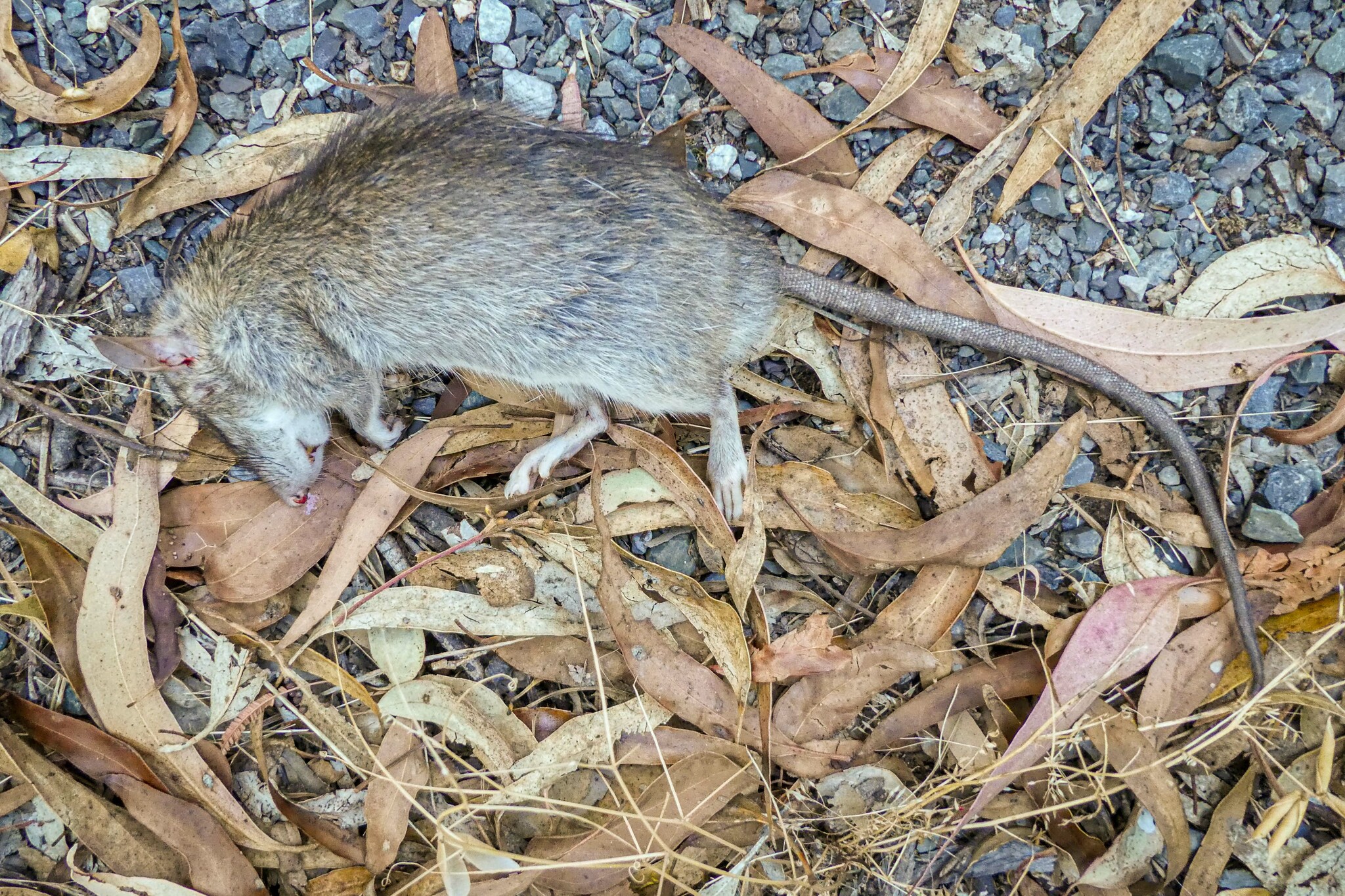 Rattus rattus (Linnaeus, 1758)