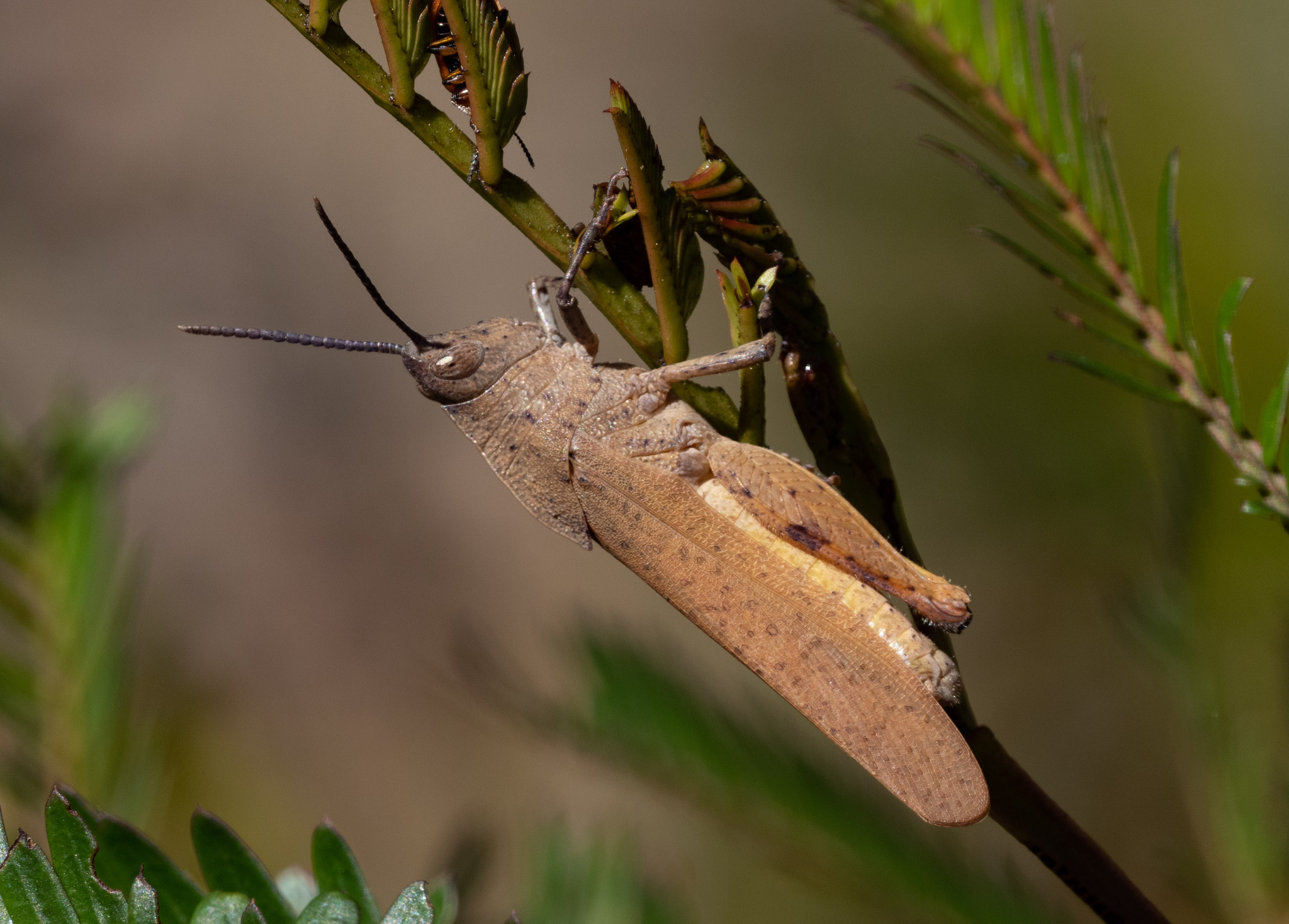 Goniaea australasiae (Leach, 1814)
