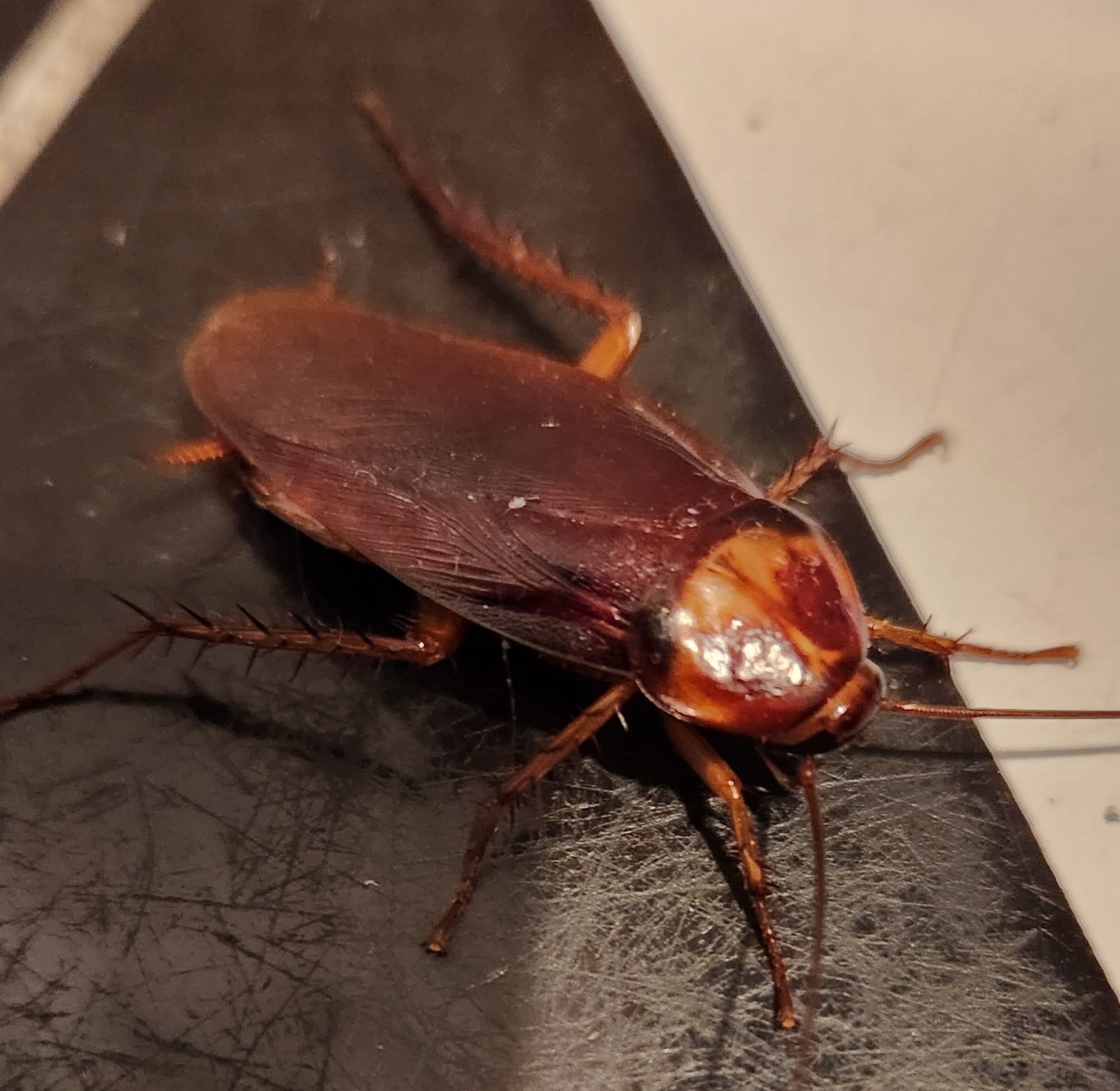 Periplaneta americana (Linnaeus, 1758)