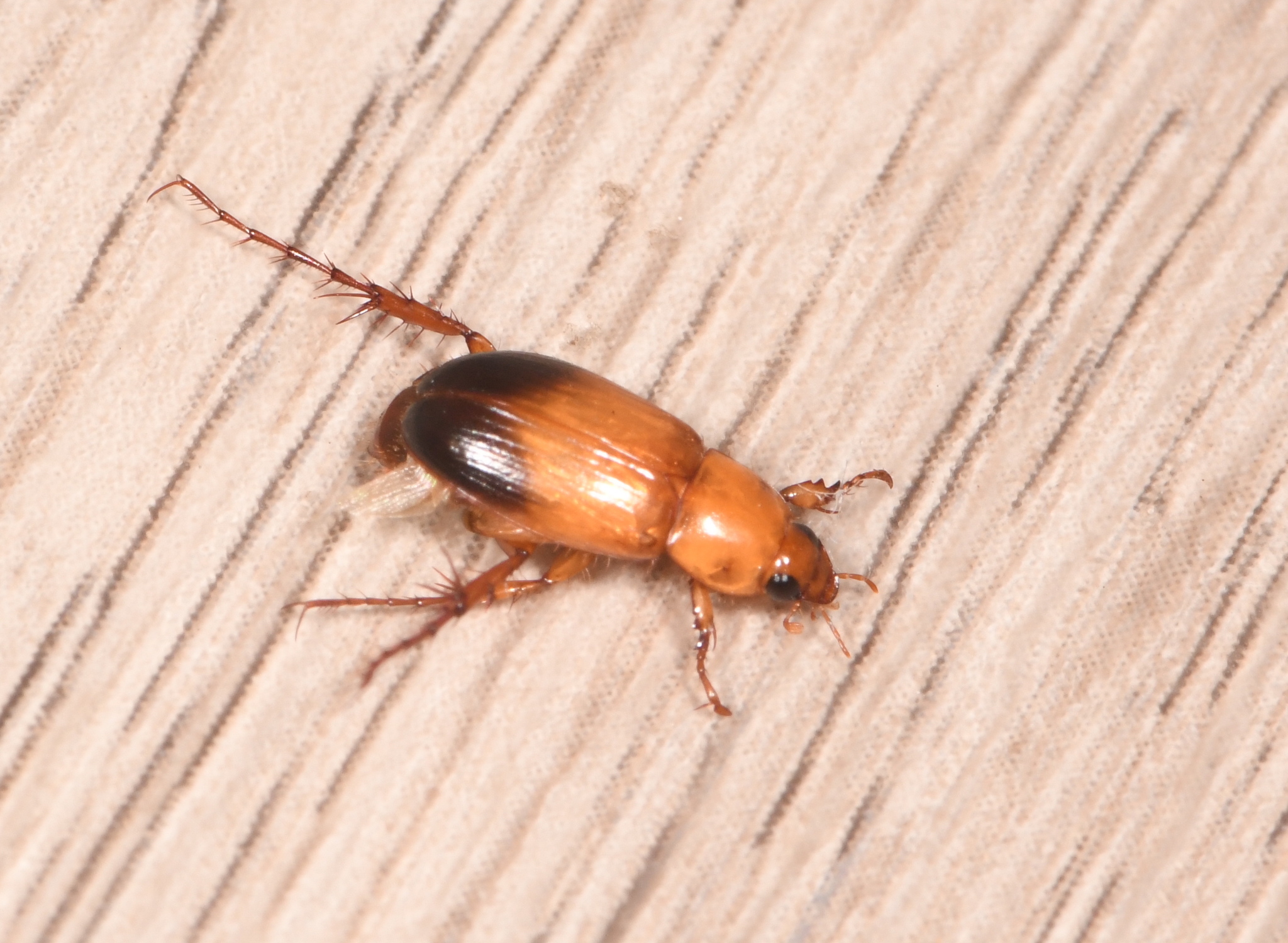 Phyllotocus Fischer von Waldheim, 1823