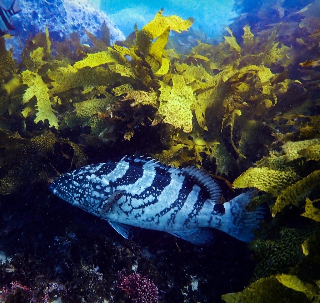 Black Rockcod from South Pacific Ocean, Manly, NSW, AU on January 09 ...