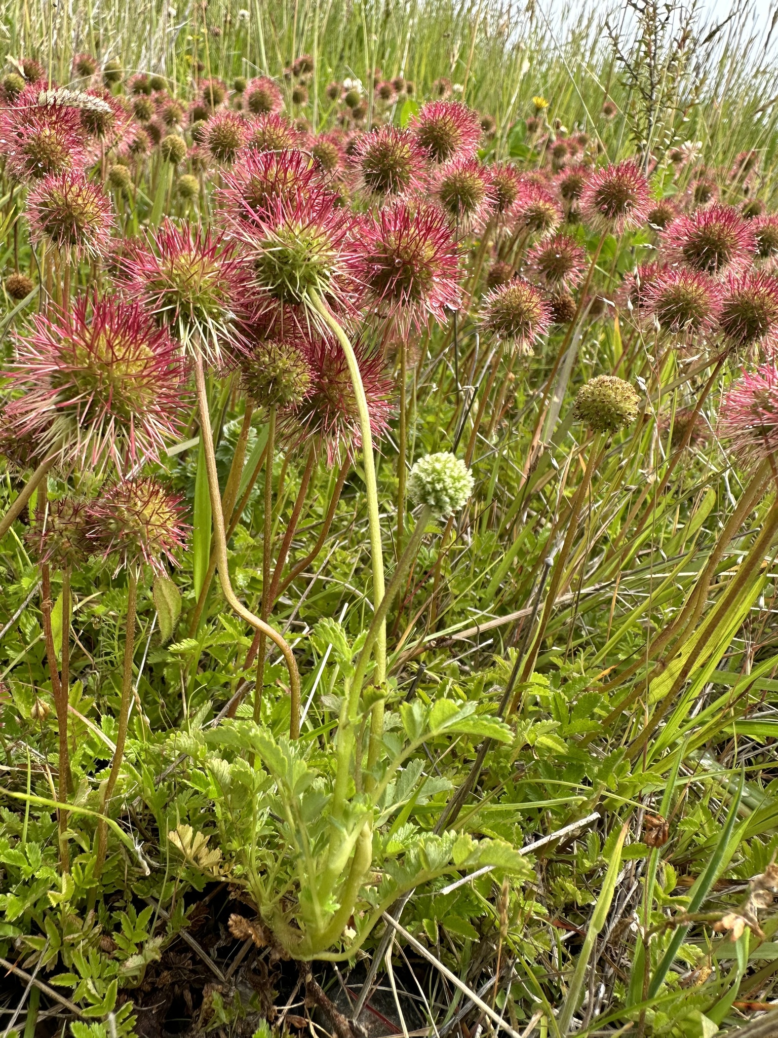 Acaena novae-zelandiae Kirk